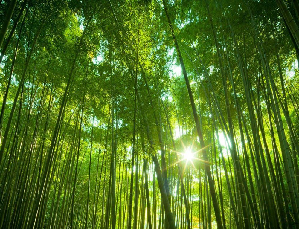 Bamboo Biomass Renewable Energy